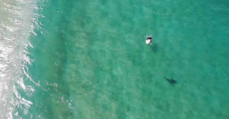 Drone Captures Surfer Falling On Shark - I Love Surfing